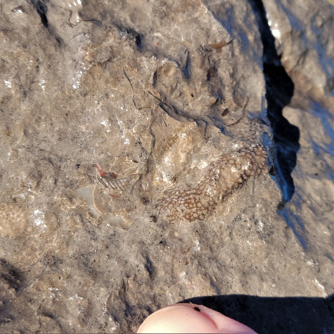 Devonian Limestone Coral Fossil W Cladopora, Hexagonaria, Crinoids ...