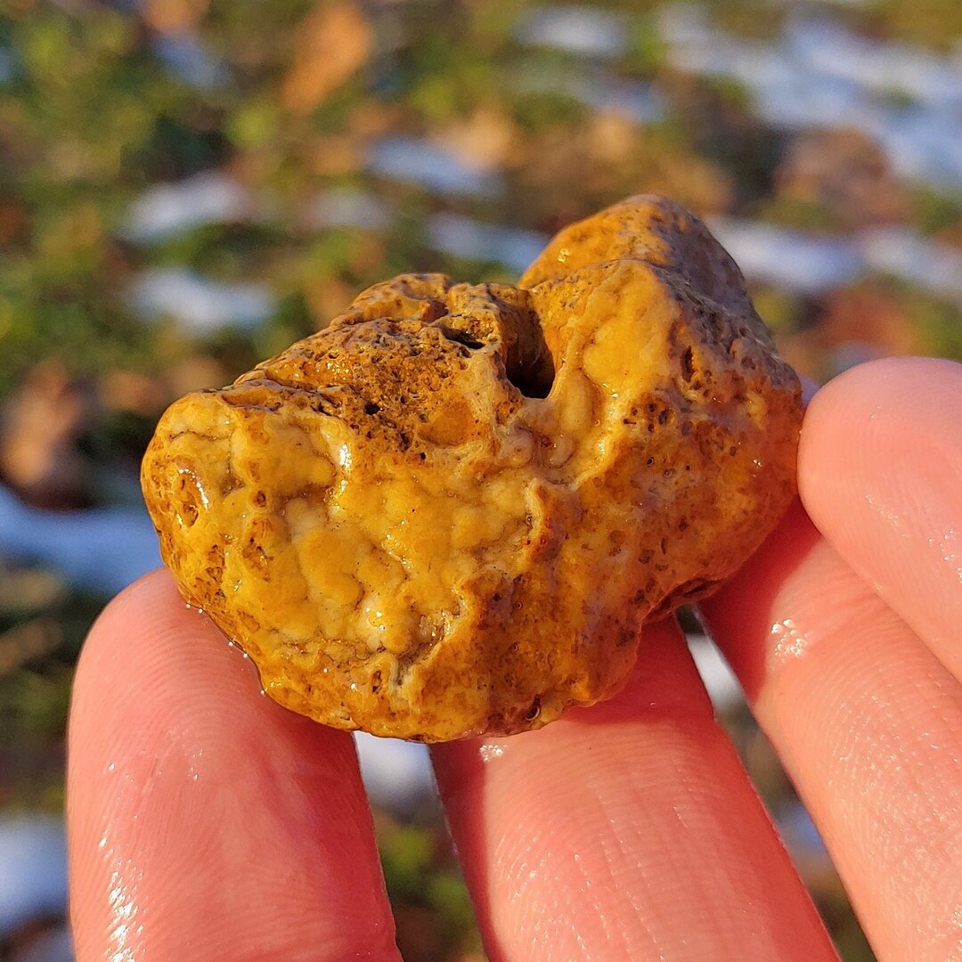 Botryoidal Arkansas Crowley Ridge Agate, Stromatolite Fossil ...