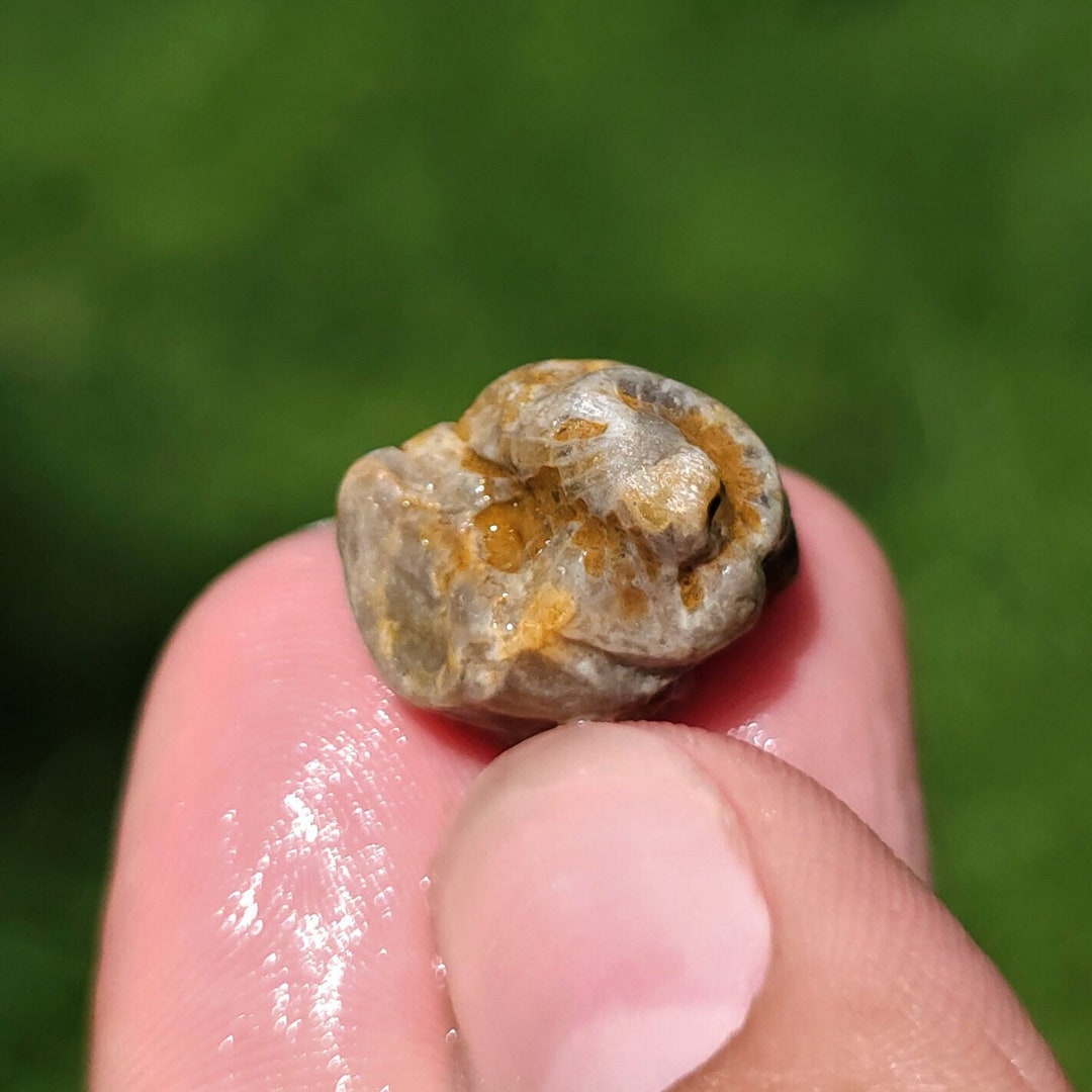 Rugosa Horn Coral Whole Fossil Paleozoic Great Lake Michigan 3g Raw ...