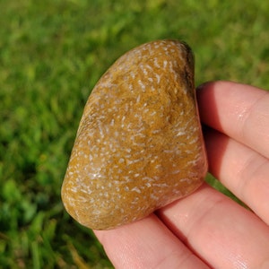 Syringopora Organ Pipe Coral Ordovician Fossil, Rugosa Horn Coral ...