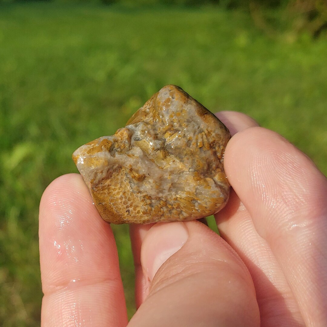Silicified Branching Cladopora Coral in Limonite Limestone W Brachiopod ...