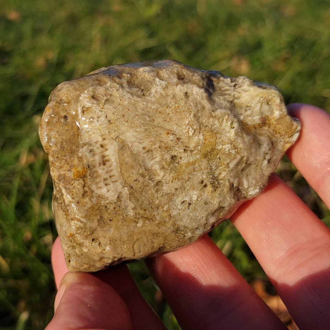 Rugosa Horn Coral Fossil, Cladopora Corals, Fossil Limestone ...