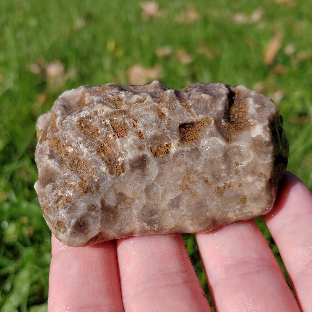 Honeycomb Petoskey Coral Fossil, Hexagonaria, Devonian Fossil ...