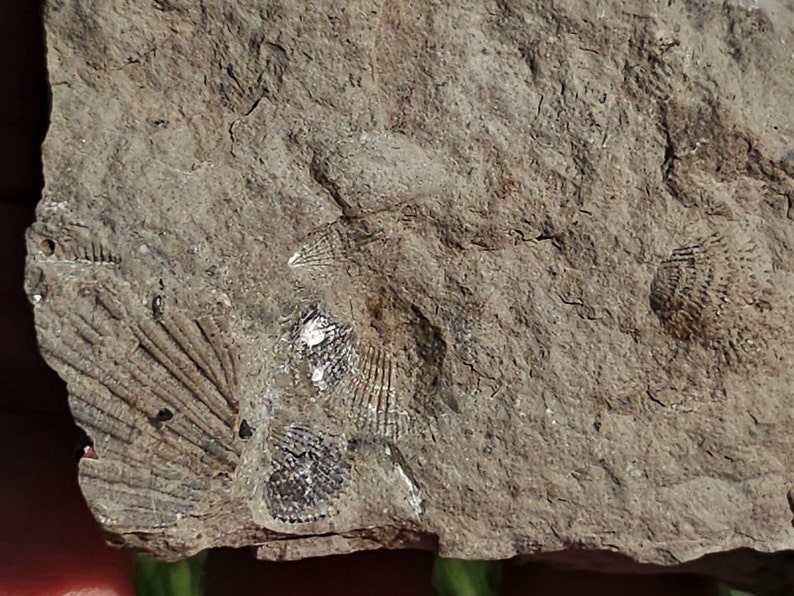 Brachiopod Fossils, Devonian Limestone, Well-preserved Detail W Mother ...