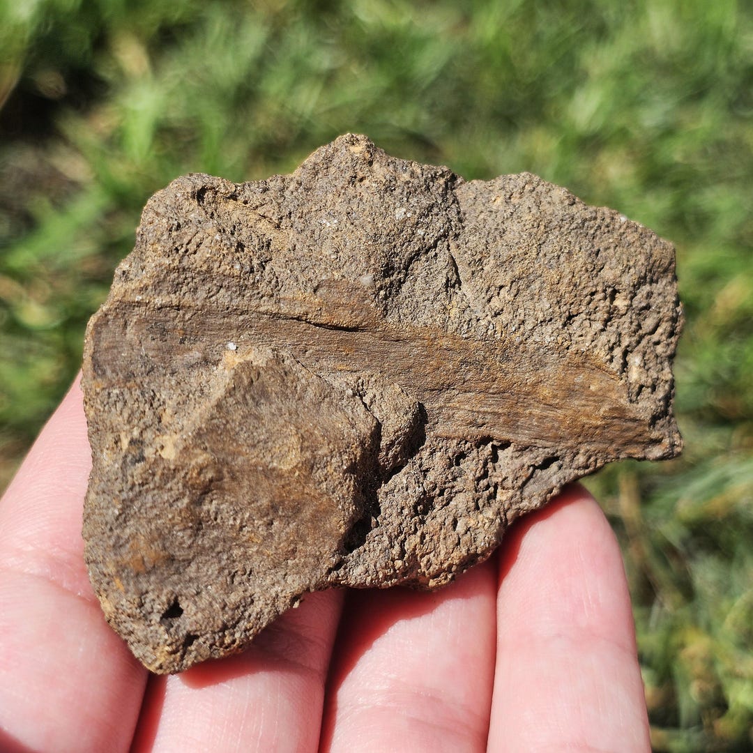 Cordaites Fossil, Ancient Conifer Tree Leaf Fossil, Mudstone Concretion ...