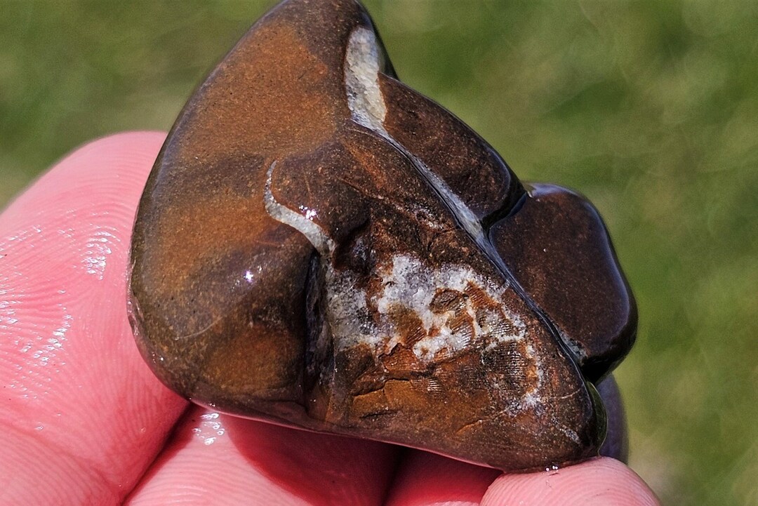 Septarian Nodule Devonian Rock W Shell Fossil, Lightning Stone ...