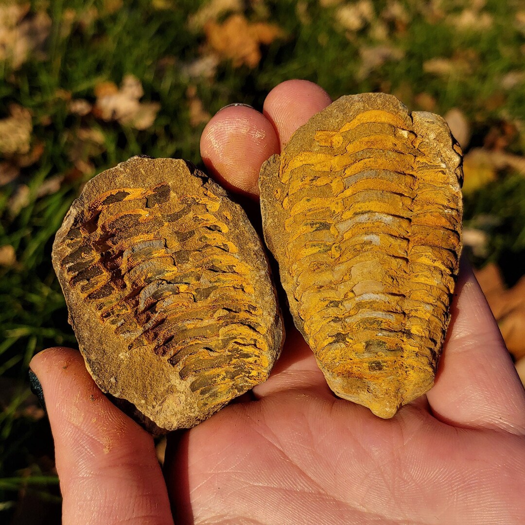 Medium Cast & Mold Calymene Trilobite Limonite-sandstone Concretion ...
