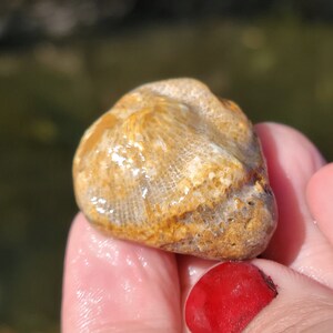 Lacey Rugosa Horn Coral Ordovician Fossil W Shells, Crinoids, Orange ...