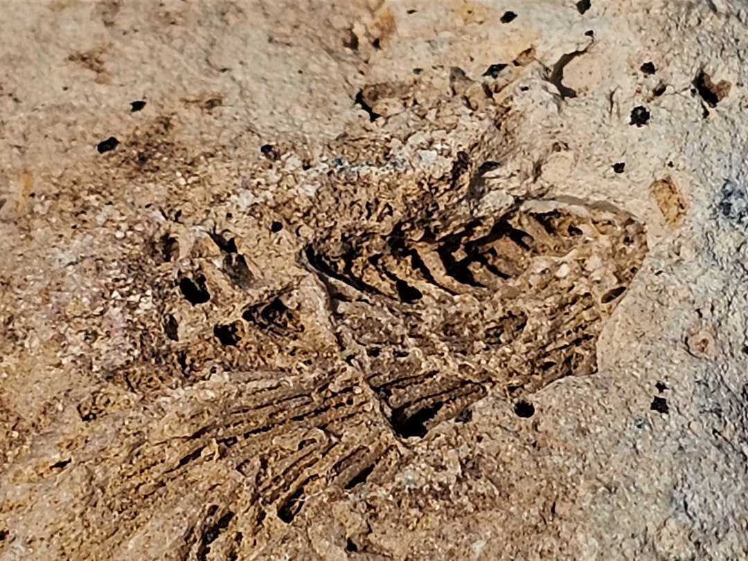 Steinkern Fossil, Cladopora Coral Fossils, Crinoidal Limestone W Chert ...