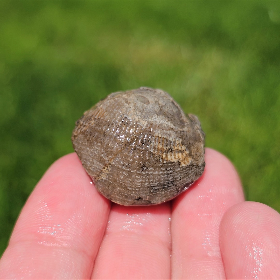 Brachiopod Fossil, Devonian Limestone, Full of Calcite, Lustrous Shell ...