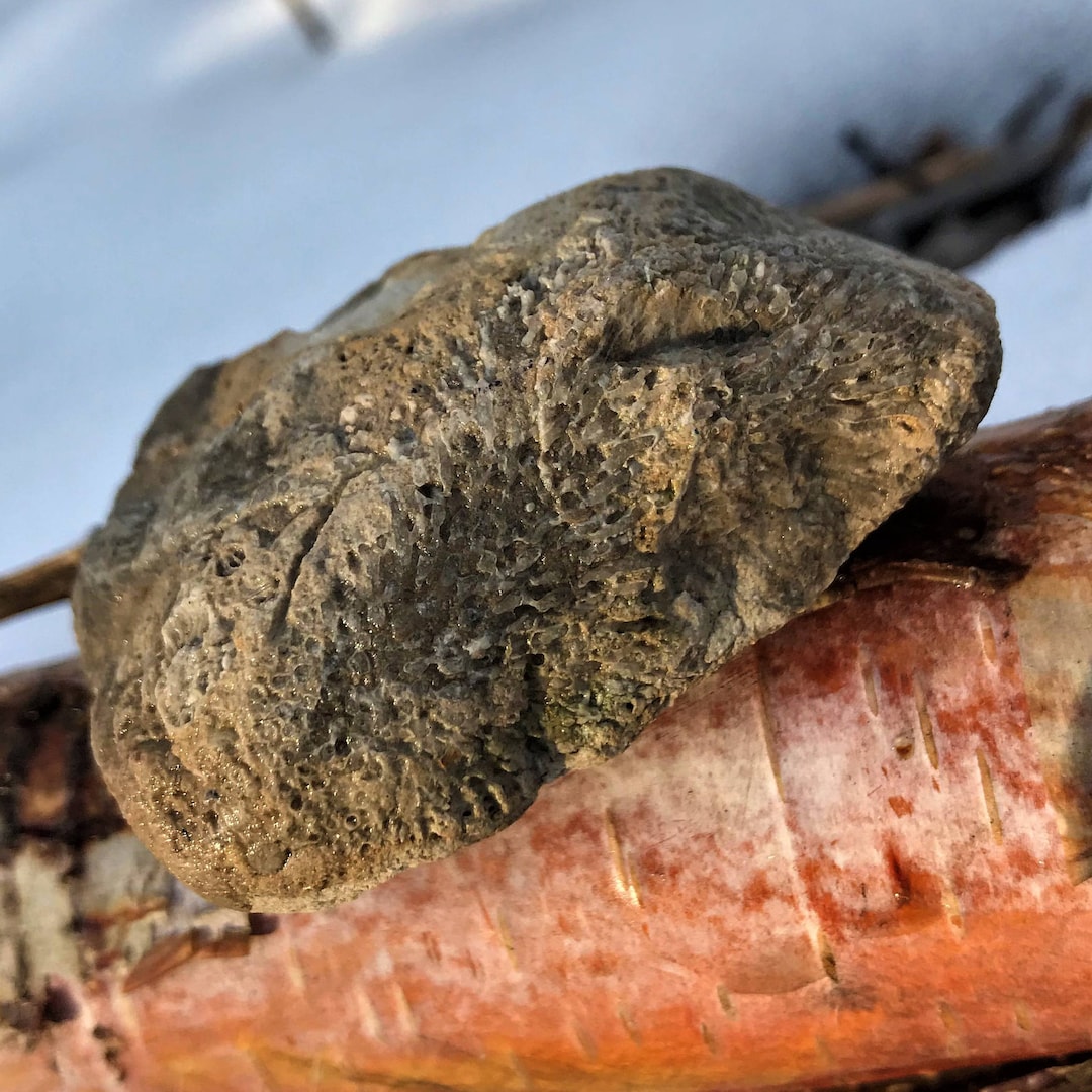 Syringopora Organ Pipe Coral, Rugosa Horn Coral, Fenestella Bryozoa ...