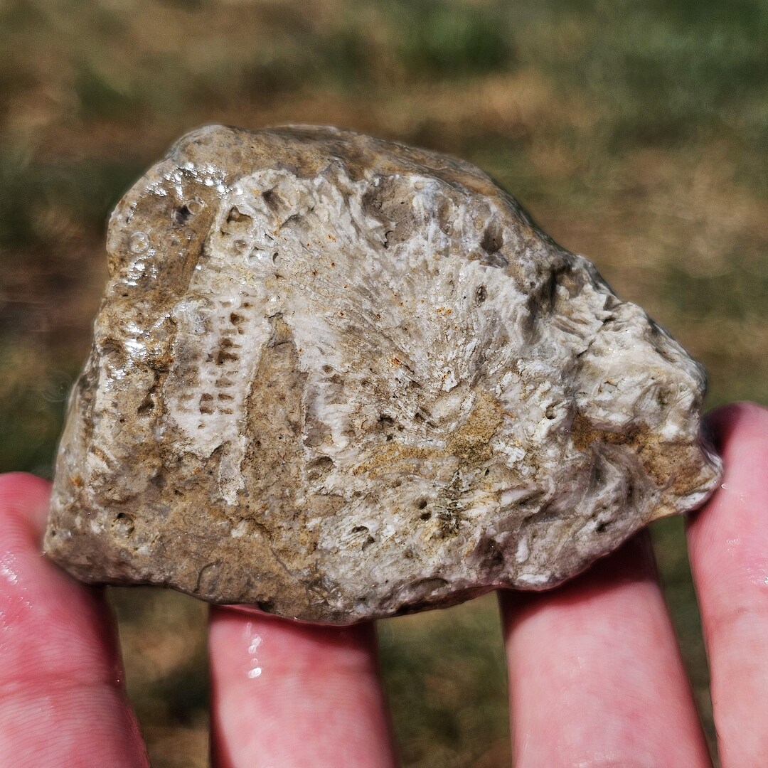 Rugosa Horn Coral Fossil, Cladopora Koralle, fossiler Kalkstein ...