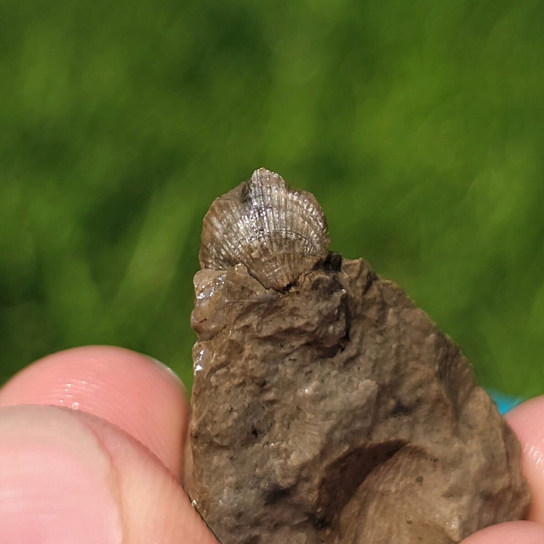 Whole Brachiopod Fossil, Devonian Limestone, Lustrous Shell, Northern ...