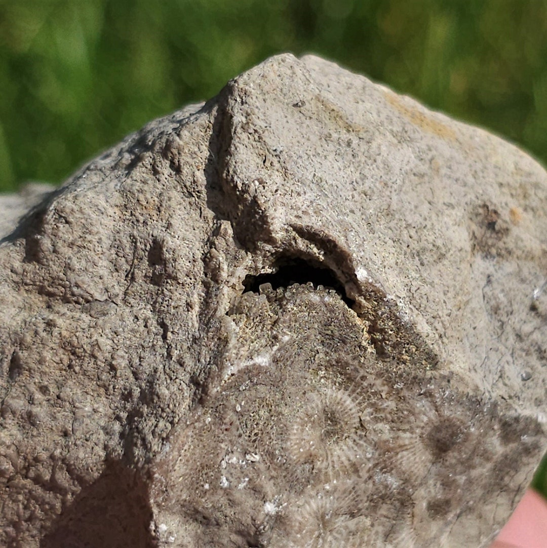 Devonian Limestone, Petoskey Coral Fossil, Hexagonaria P., Druzy ...
