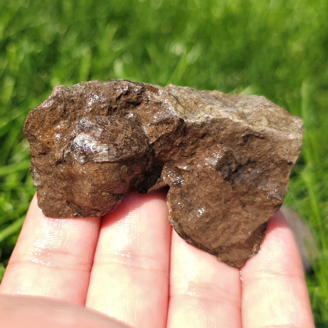 Brachiopod Fossils, Devonian Limestone, Lustrous Shells, Coral Fossil ...