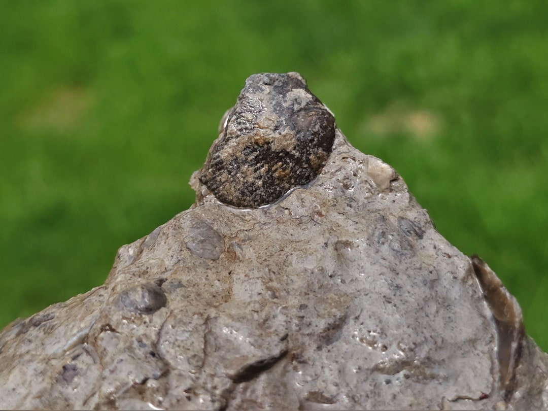 Brachiopod Fossils, Devonian Limestone, Mother of Pearl Shells W ...