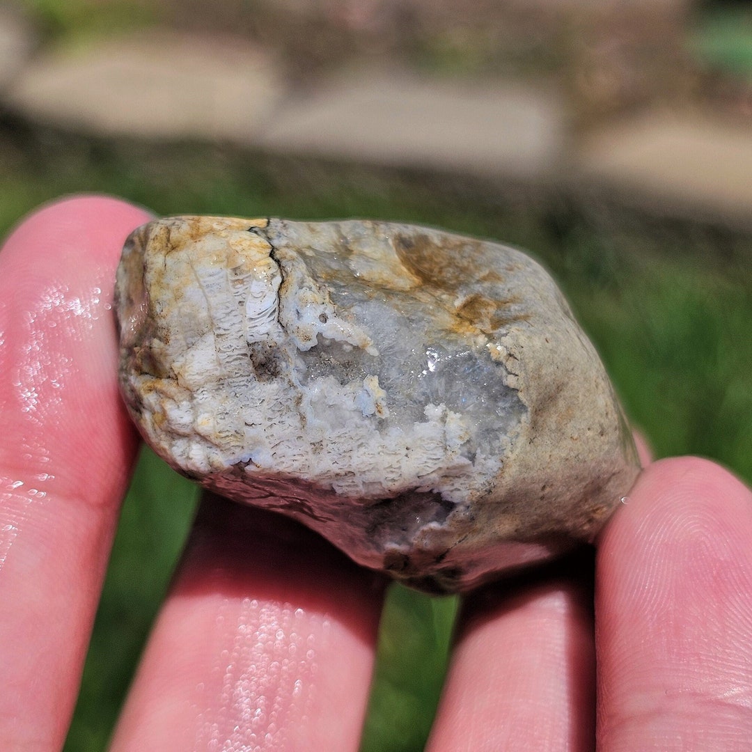 Silicified Charlevoix Stone, Favosites Coral, Geodized Quartz Coral ...
