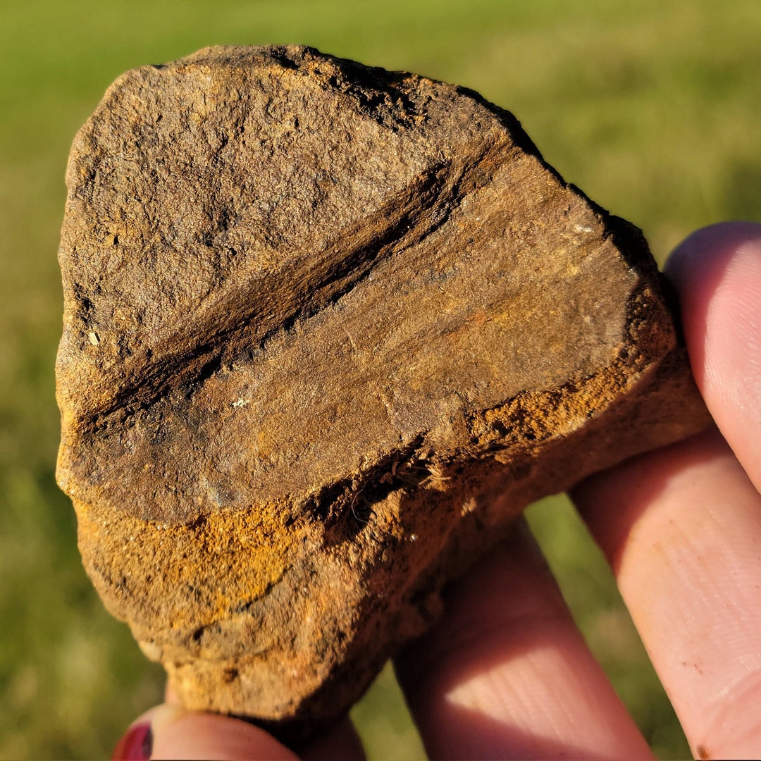 Cordaites Fossil, Ancient Conifer Tree Leaf Fossil, Mudstone Concretion ...