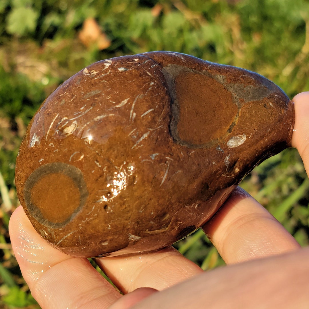 Large Lustrous Brachiopod Shell Fossils in Limonite Packstone ...