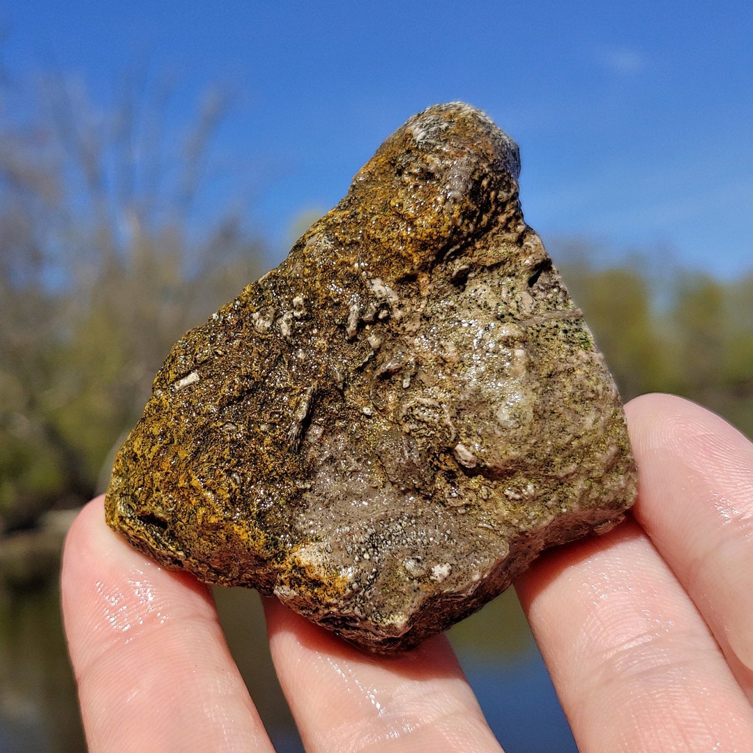 Ordovician Fossiliferous Limestone W Rugosa Horn Corals, Crinoids ...