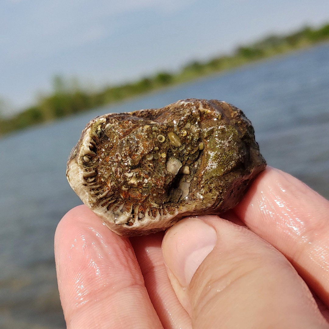 Rugosa Horn Coral Fossil, Bryozoa Wrap, Fenestella & Branch Bryozoa ...