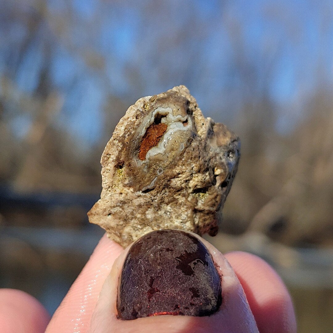 Geodized Brachiopod Fossil, Cherty Limestone, Silicified Shell Fossil ...