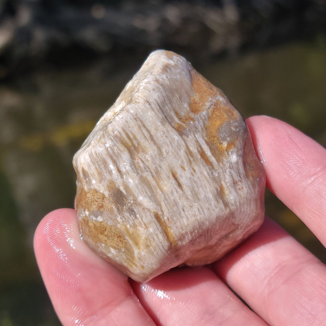 Large Whole Silicified Rugosa Horn Coral Fossil, Cladopora Coral ...
