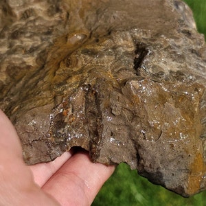 Devonian Limestone Fossil Hexagonaria Petoskey Coral, Sponge, Cladopora ...