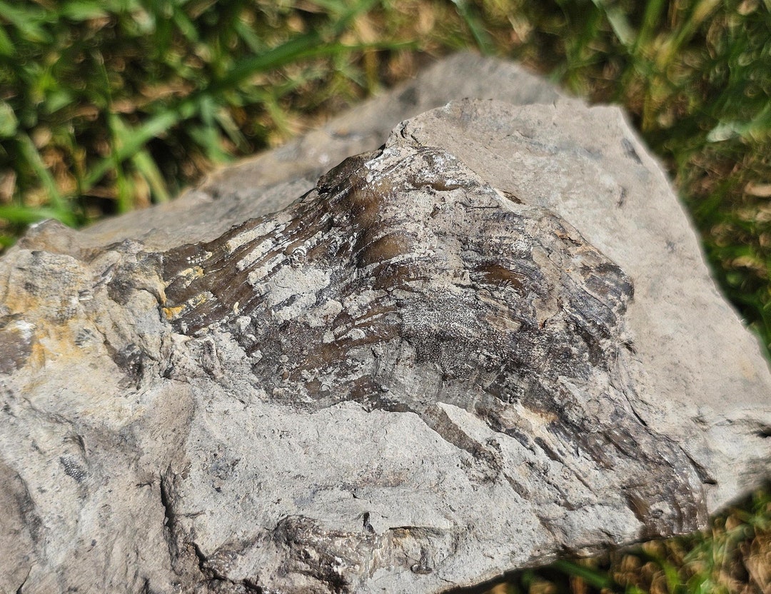 Devonian Limestone Fossil, Hexagonaria Petoskey Coral, Cladopora ...