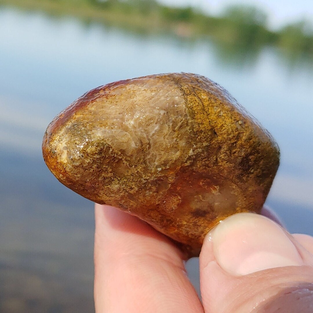 Small Ordovician Fossil Limestone, Rugosa Horn Coral, Cladopora, Sponge ...