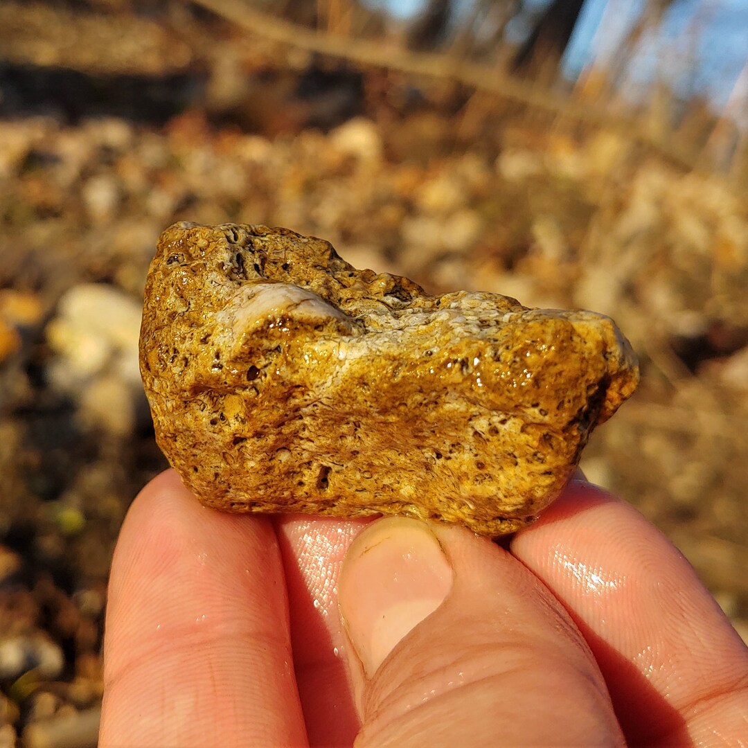 Coldwater Jasper Agate Fossil Mississippi River Rock W Horn Corals ...