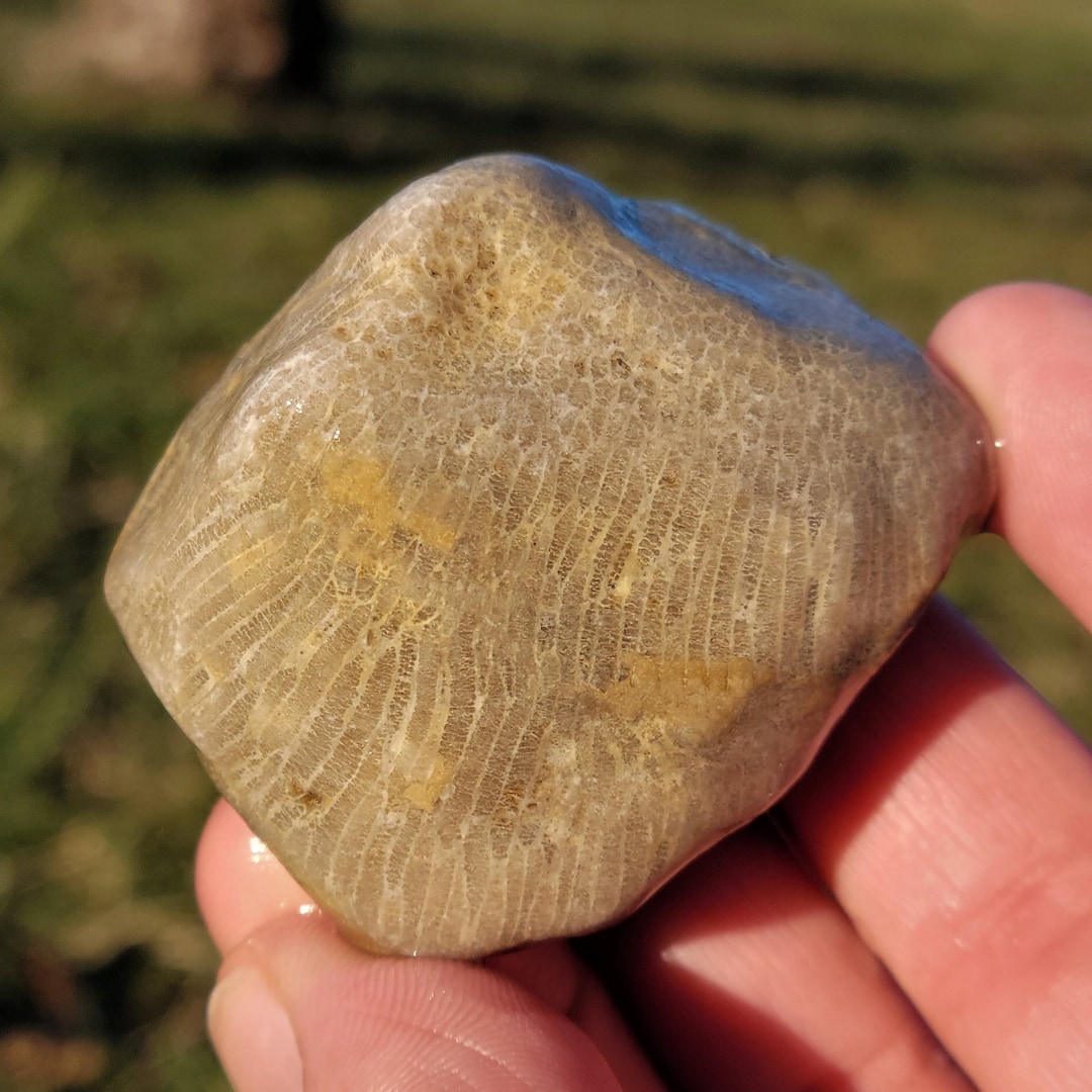 Charlevoix Stone, Favosites Coral Fossil, Ordovician Fossil, Brachiopod ...