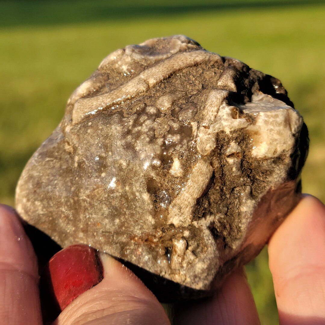 Large Rugosa Horn Coral Fossil W Pronounced Cladopora Corals, Manganese ...