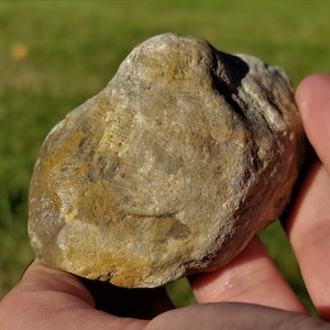 Petoskey Stone, Hexagonaria Percarinata Coral, Cladopora, Fossil ...