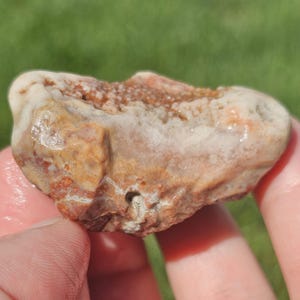 Oolitic Agatized Fossil Pseudomorph, Silicified Coral or Sponge Fossil ...
