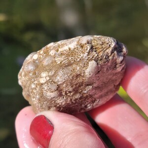 Medium Porous Branching Cladopora Corals & Crinoid Fossils in Limestone ...