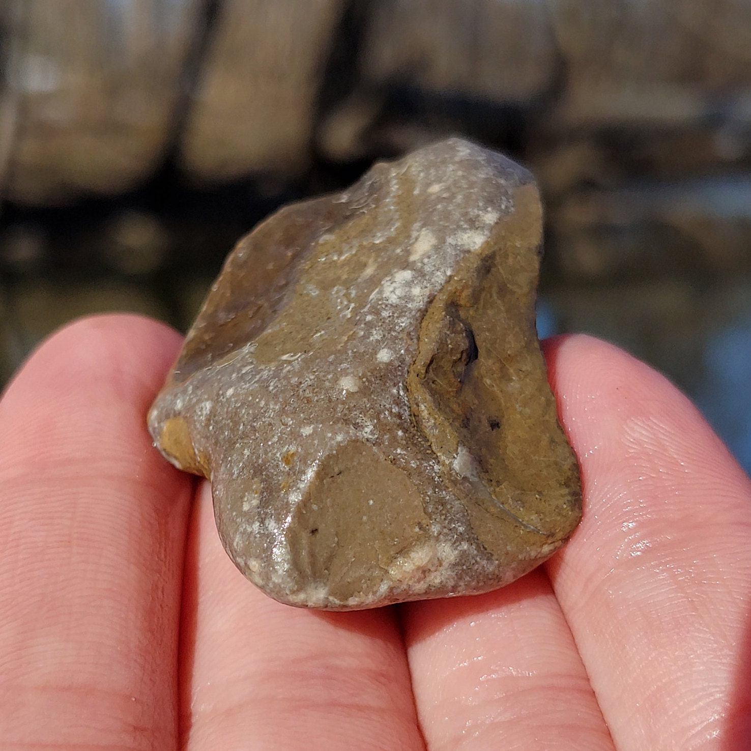 Unique Branching Cladopora Coral in Limestone w Brachiopod | Etsy