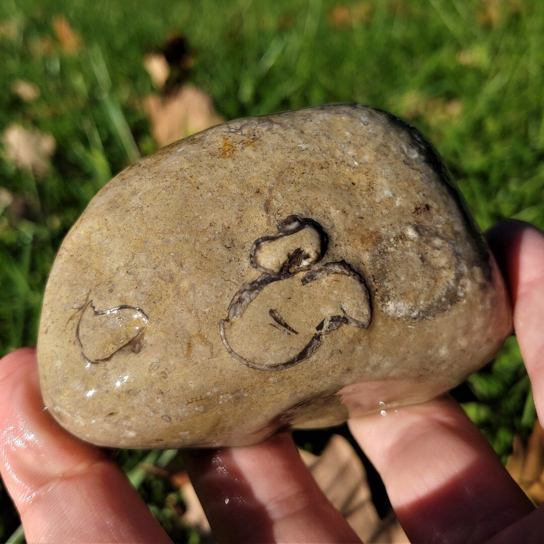 Gastropod Shell Fossil, Ancient Mollusk Shell, Crinoid Limestone, Coral ...