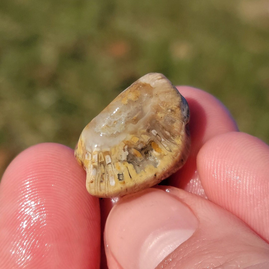 Silicified Rugosa Horn Coral Fossil, Quartz Septa, Great Lake Huron ...