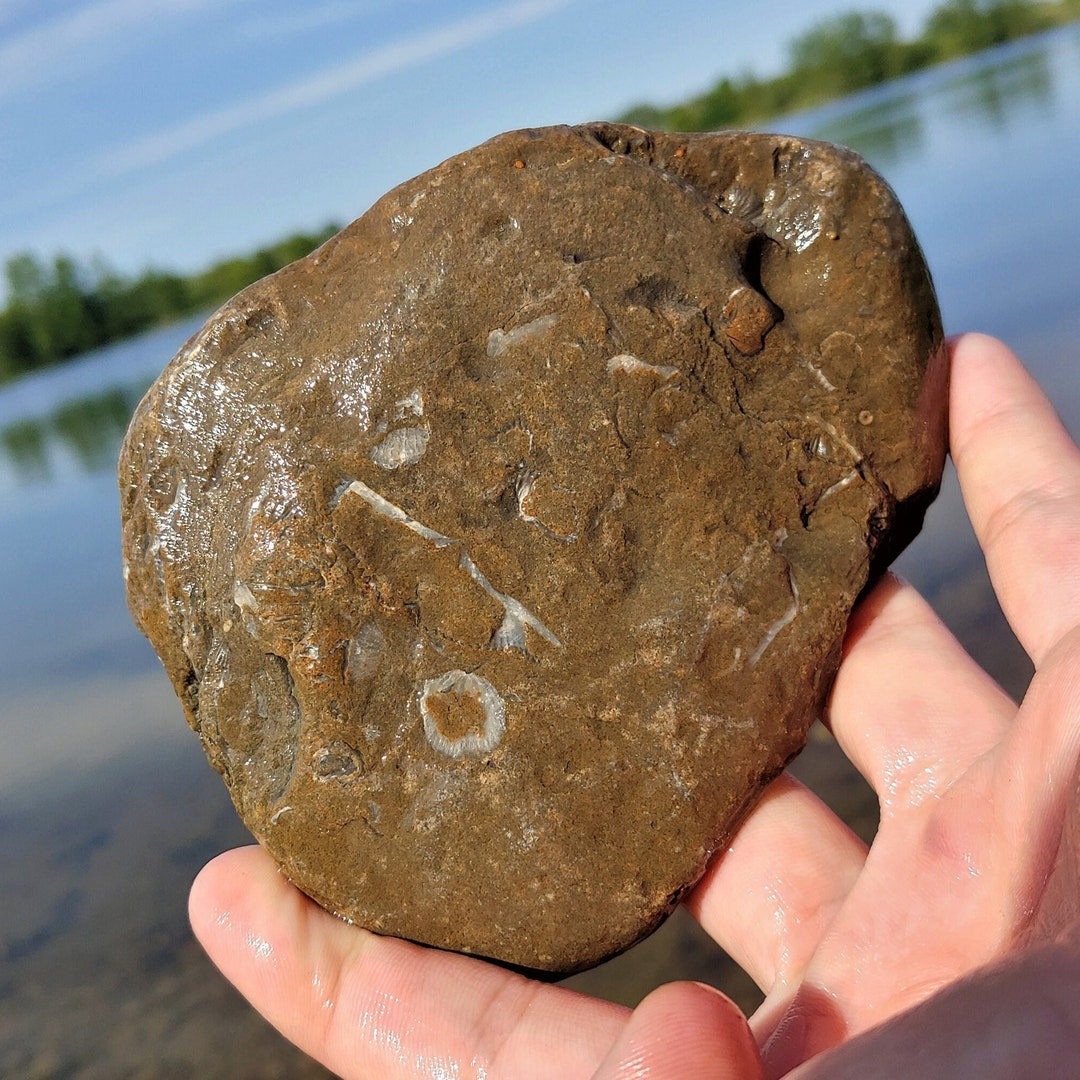Large Brachiopod Packstone Fossil, Lustrous Shells, Crinoidal Limestone ...