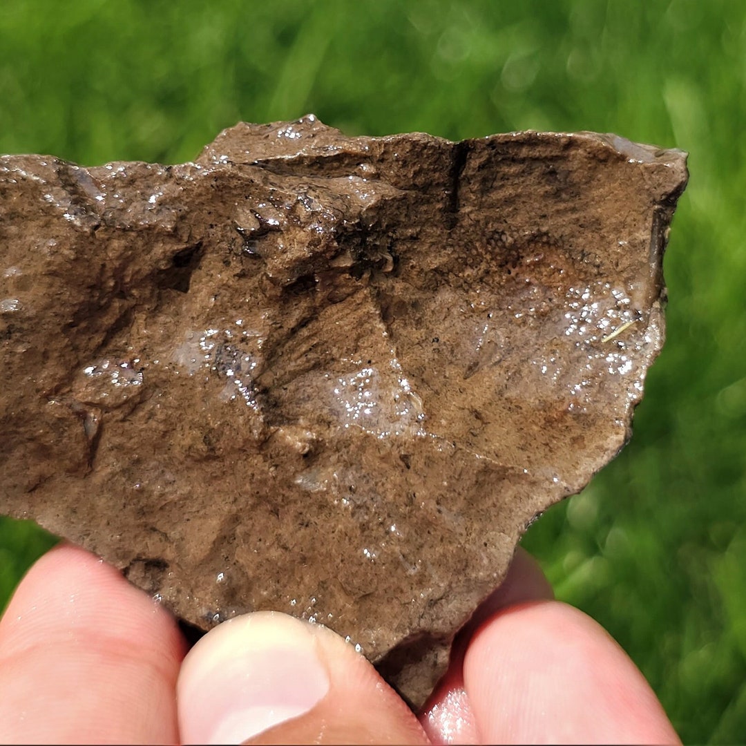 Brachiopod Fossils, Devonian Limestone, Red Shell Remnants, Bryozoa ...