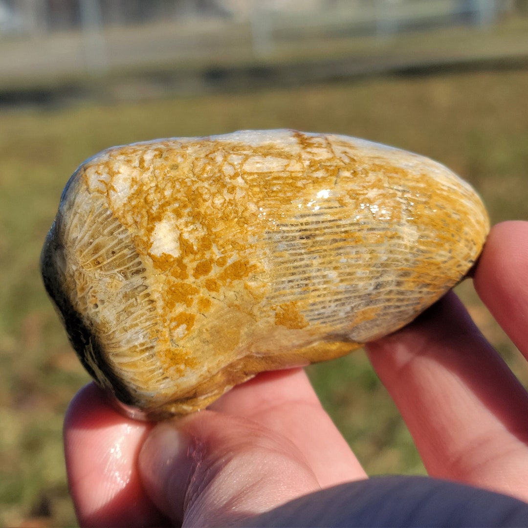 Large Silicified Rugosa Horn Coral Fossil, Cladopora Corals, Crinoids ...