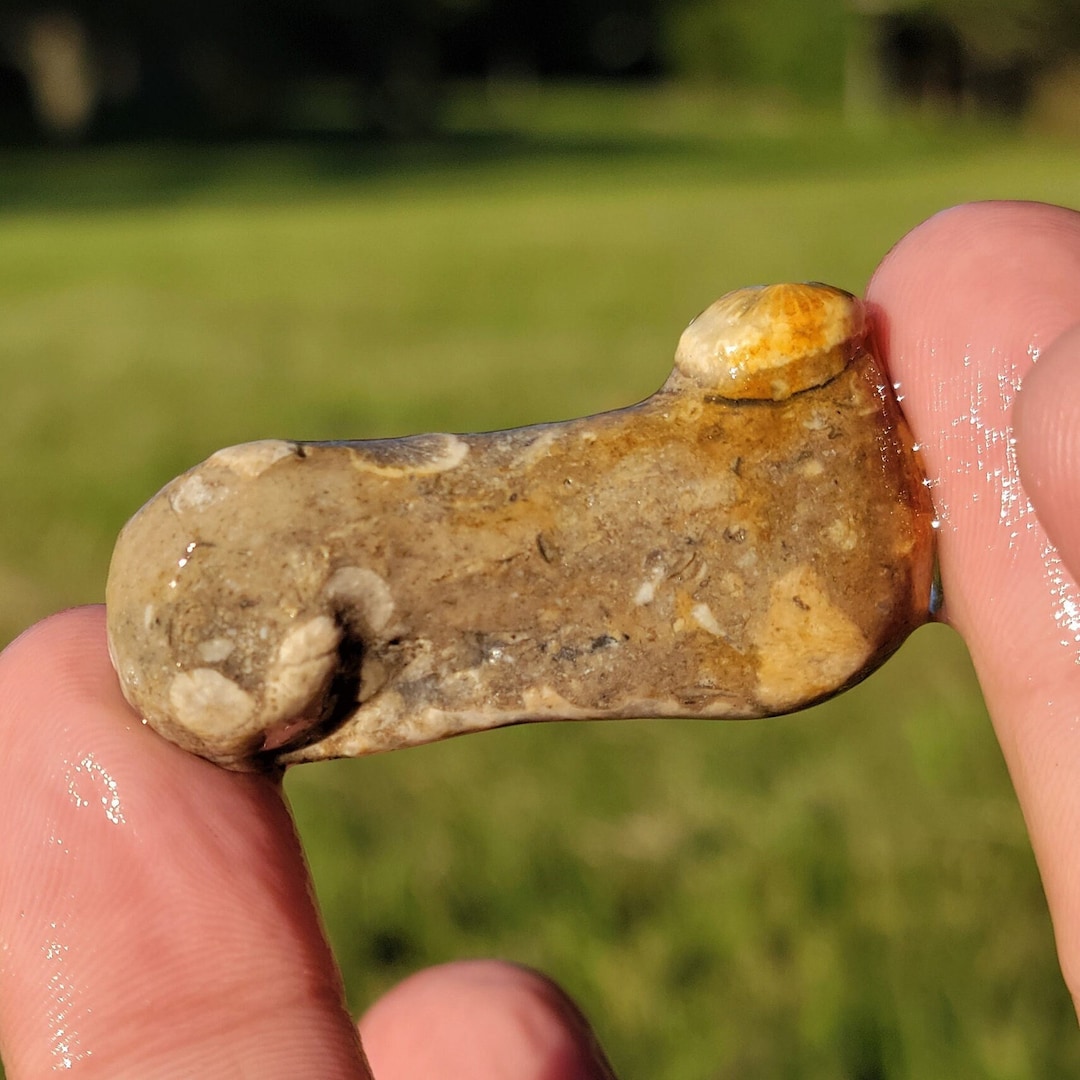 Rugosa Horn Coral Fossil, Cladopora Corals, Fossiliferous Limestone ...