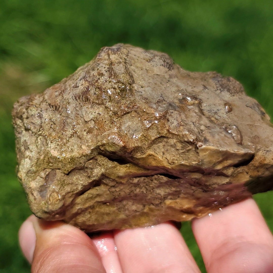 Devonian Limestone, Petoskey Coral Fossil, Hexagonaria P., Cladopora ...