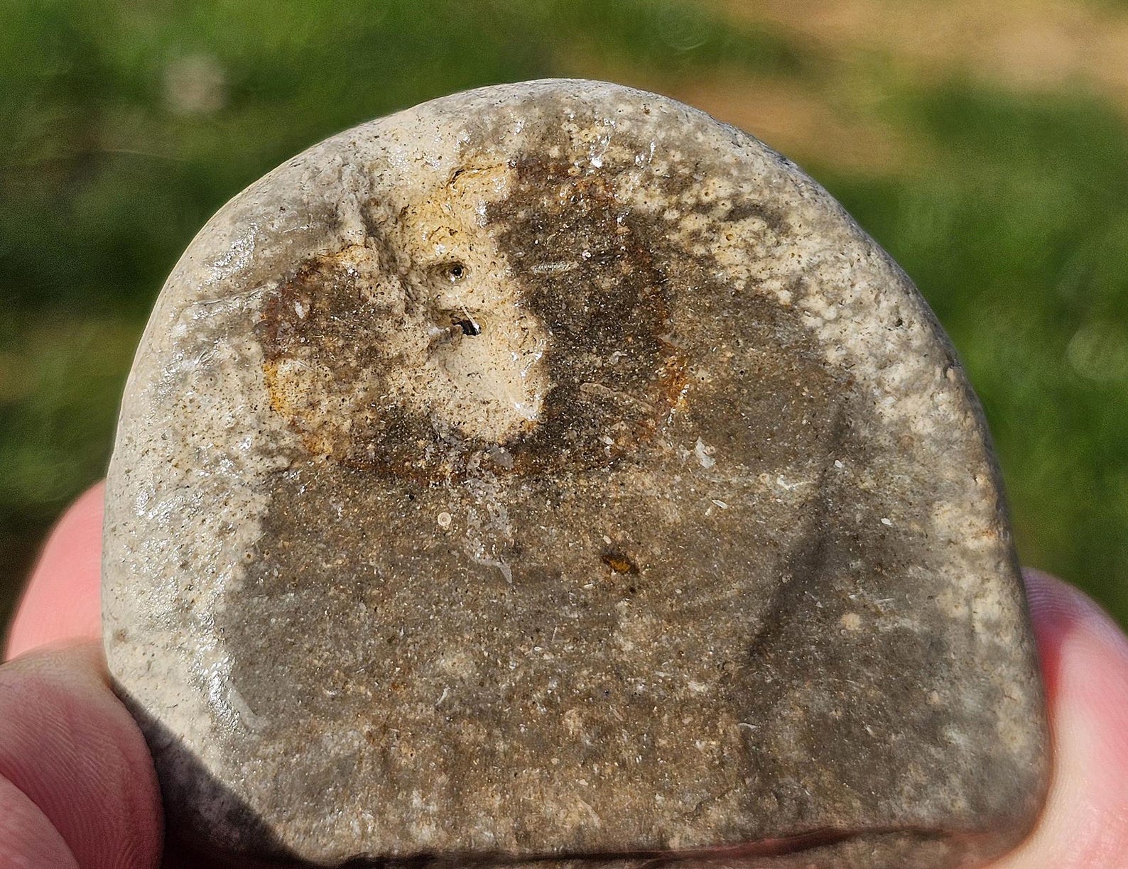 Fossiliferous Chert Nodules, Flint Nodules, Great Lake Huron, Michigan ...