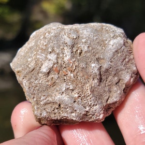 Medium Porous Branching Cladopora Corals & Crinoid Fossils in Limestone ...