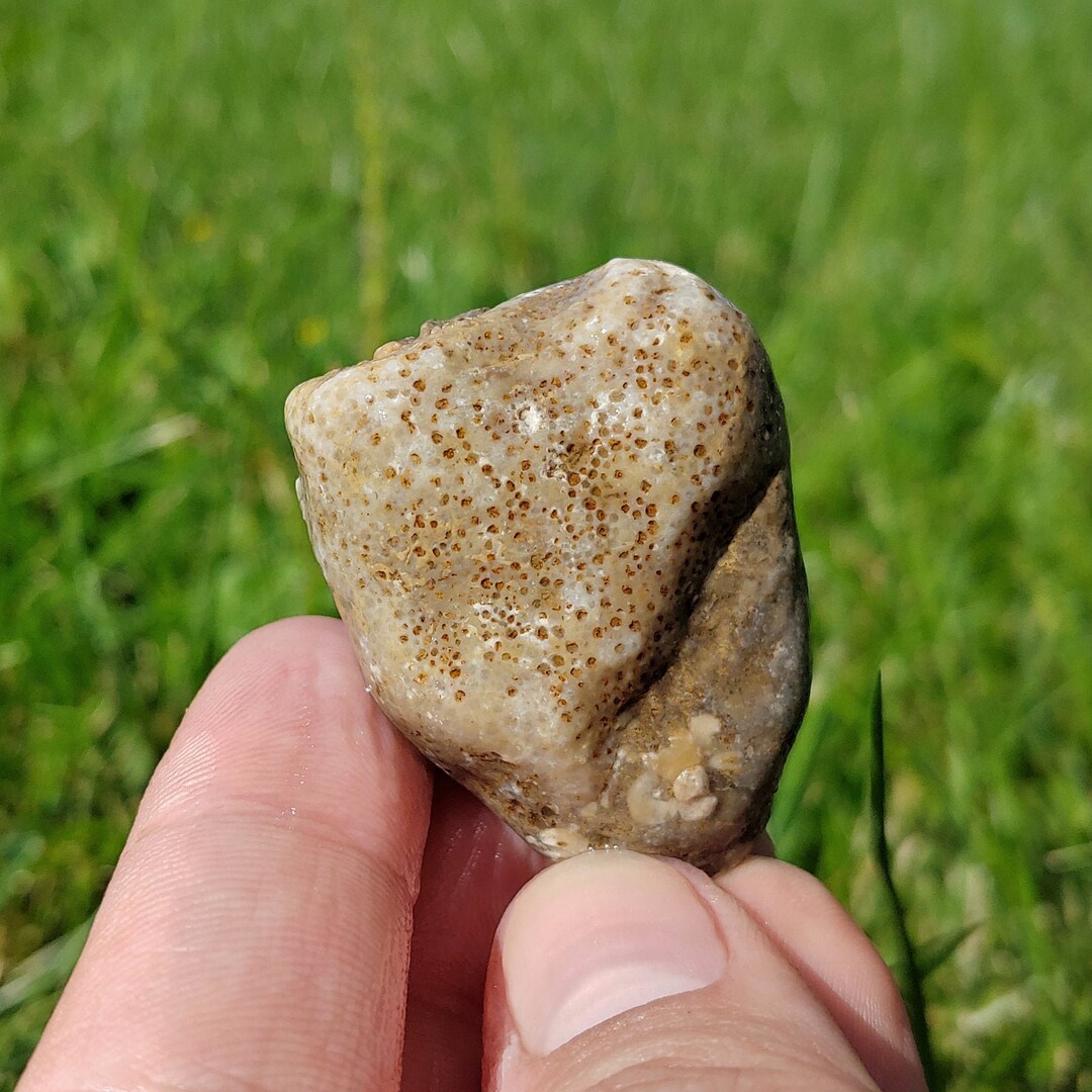 Double Branching Cladopora Coral Fossil in Crinoidal Limestone ...