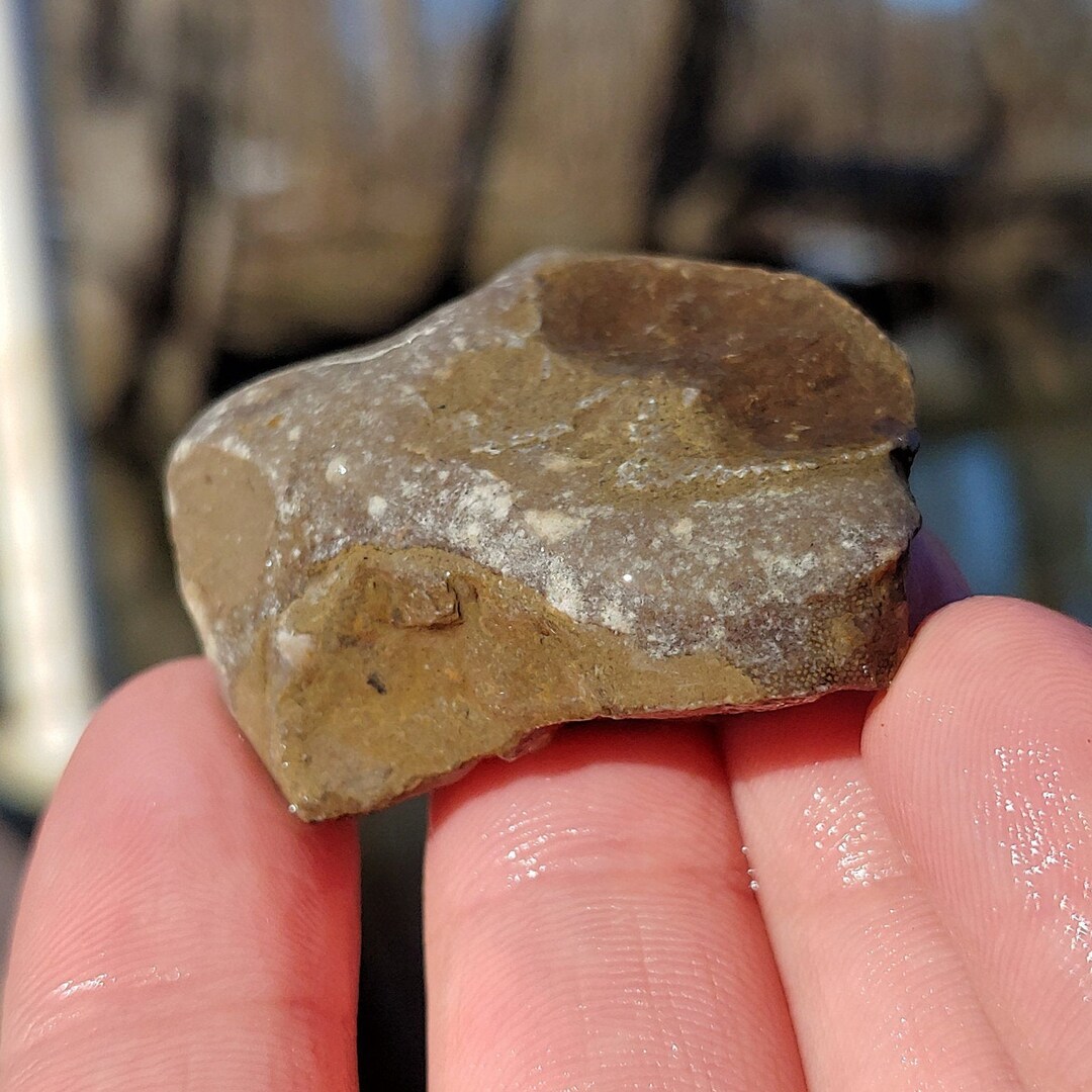 Unique Branching Cladopora Coral in Limestone W Brachiopod - Etsy