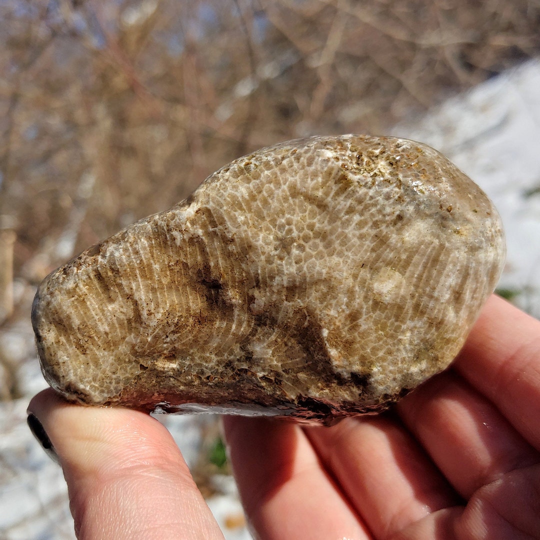 Large Favosites Charlevoix Coral Sprout Ordovician Fossil Rock ...
