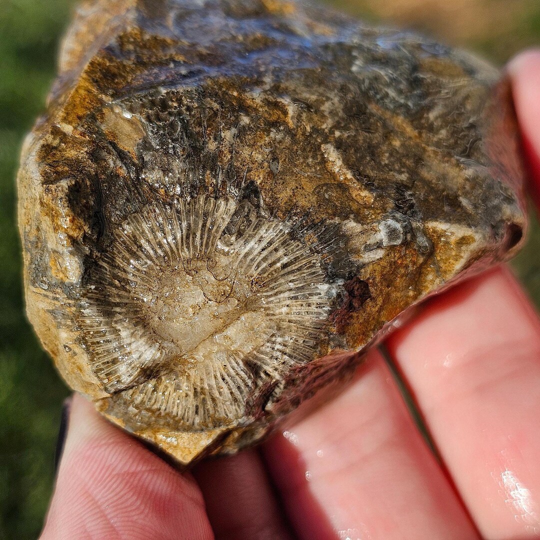 Silicified Rugosa Horn Coral Fossils, Crinoidal Limestone, Quartz ...